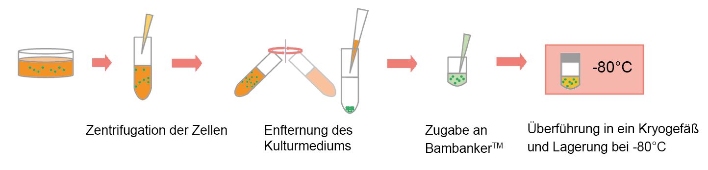 Bambanker - Einfriermedium für Zellen | NIPPON Genetics EUROPE