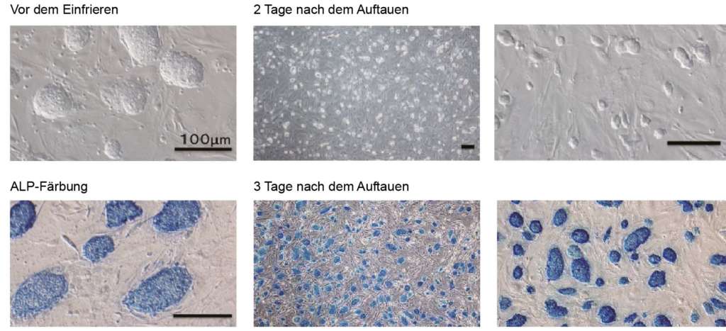 Bambanker - Einfriermedium für Zellen | NIPPON Genetics EUROPE