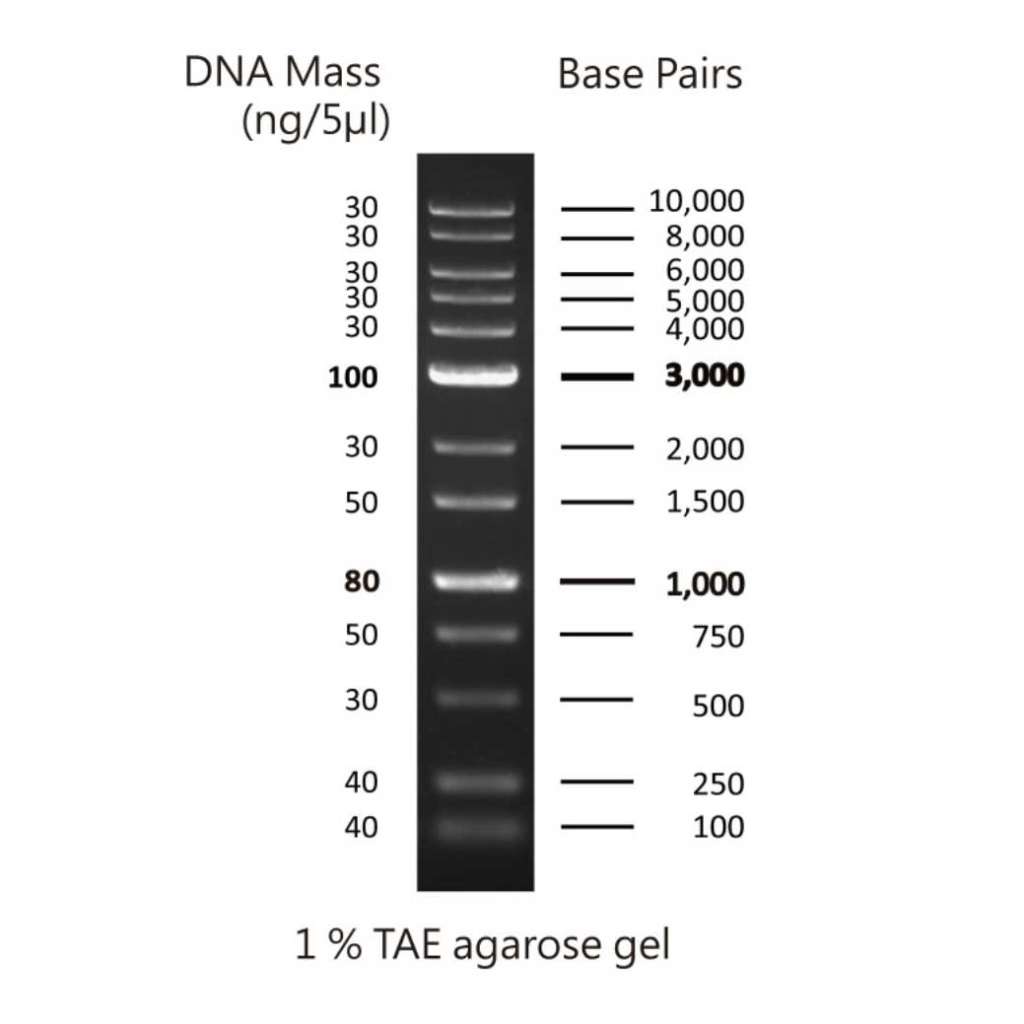 FastGene 1 kb DNA Marker Plus - NIPPON Genetics EUROPE