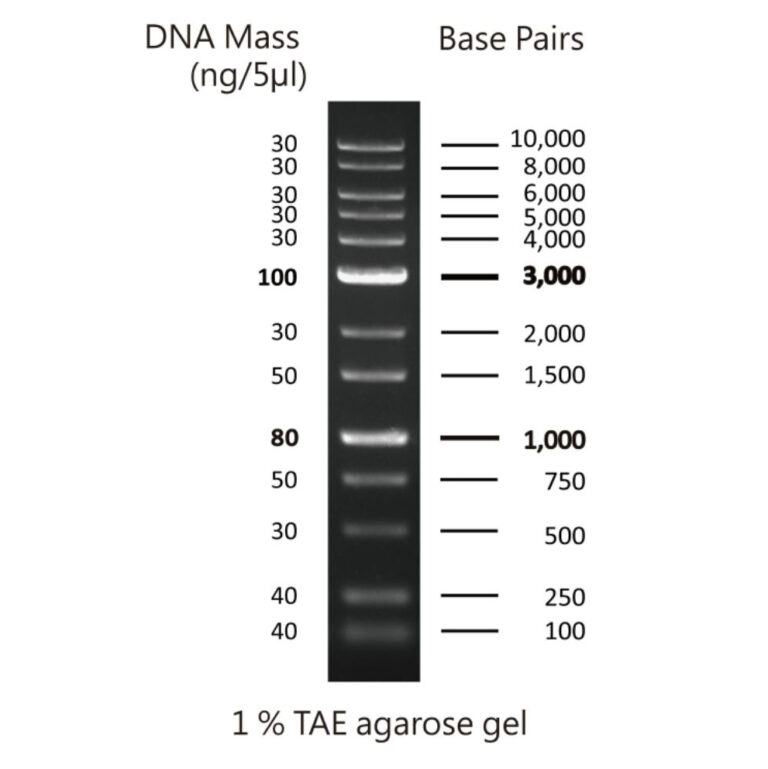 FastGene 1 kb DNA Marker Plus | NIPPON Genetics EUROPE