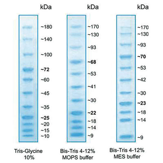 BlueStar Plus Prestained Protein Marker - NIPPON Genetics EUROPE