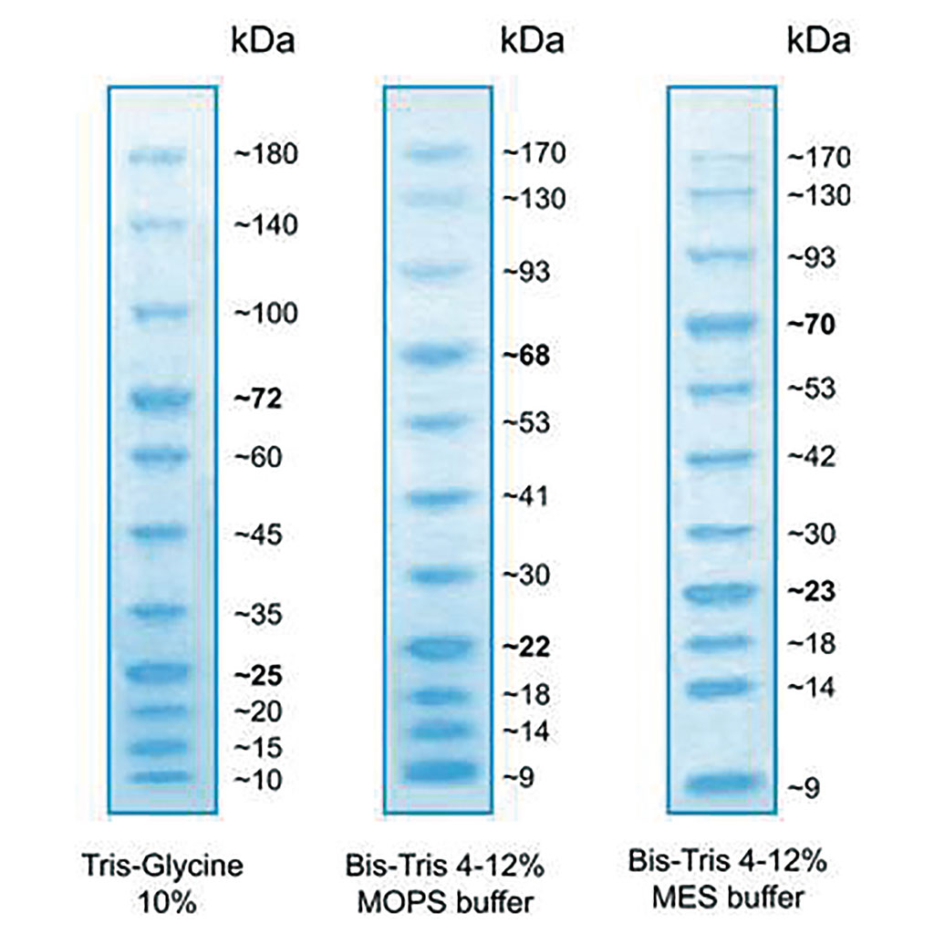 BlueStar Prestained Protein Marker - NIPPON Genetics EUROPE