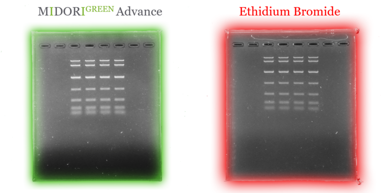 Midori Green Advance | Nucleic acid stain | NIPPON Genetics EUROPE