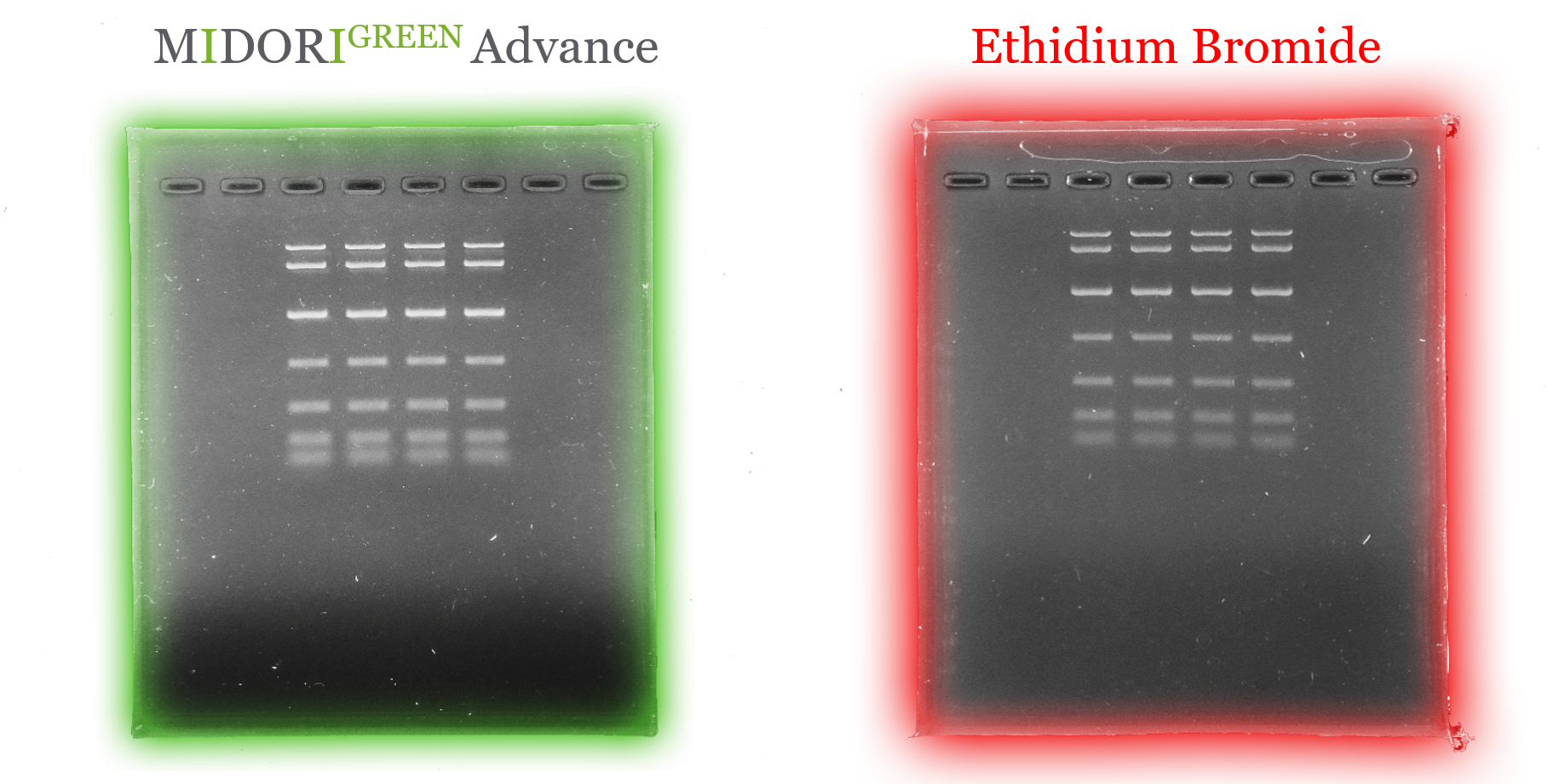 Midori Green Advance | Nucleic acid stain | NIPPON Genetics EUROPE