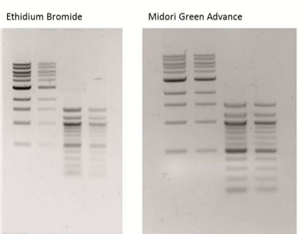 Midori Green Advance | Nucleic acid stain | NIPPON Genetics EUROPE