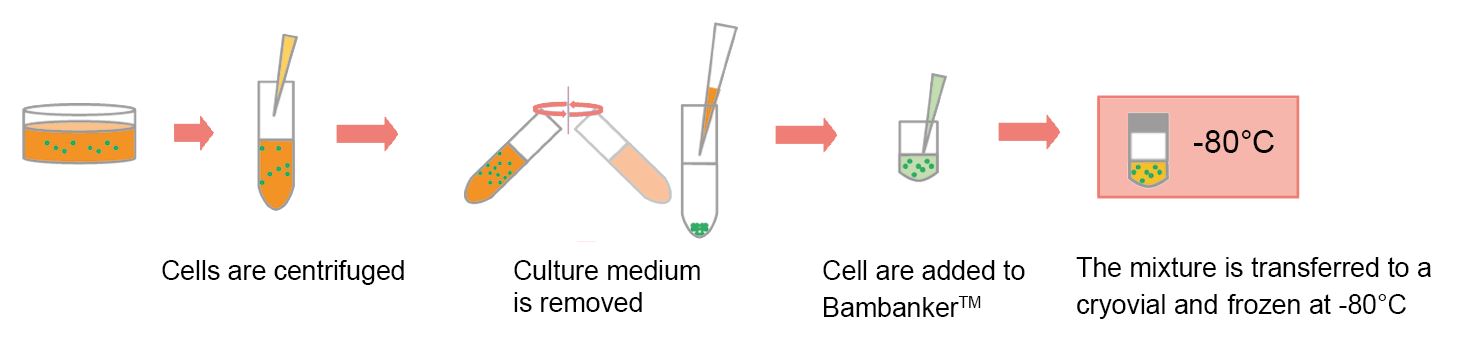Freezing Cells Protocol – Cryopreservation of Cell Lines – EBUQOB