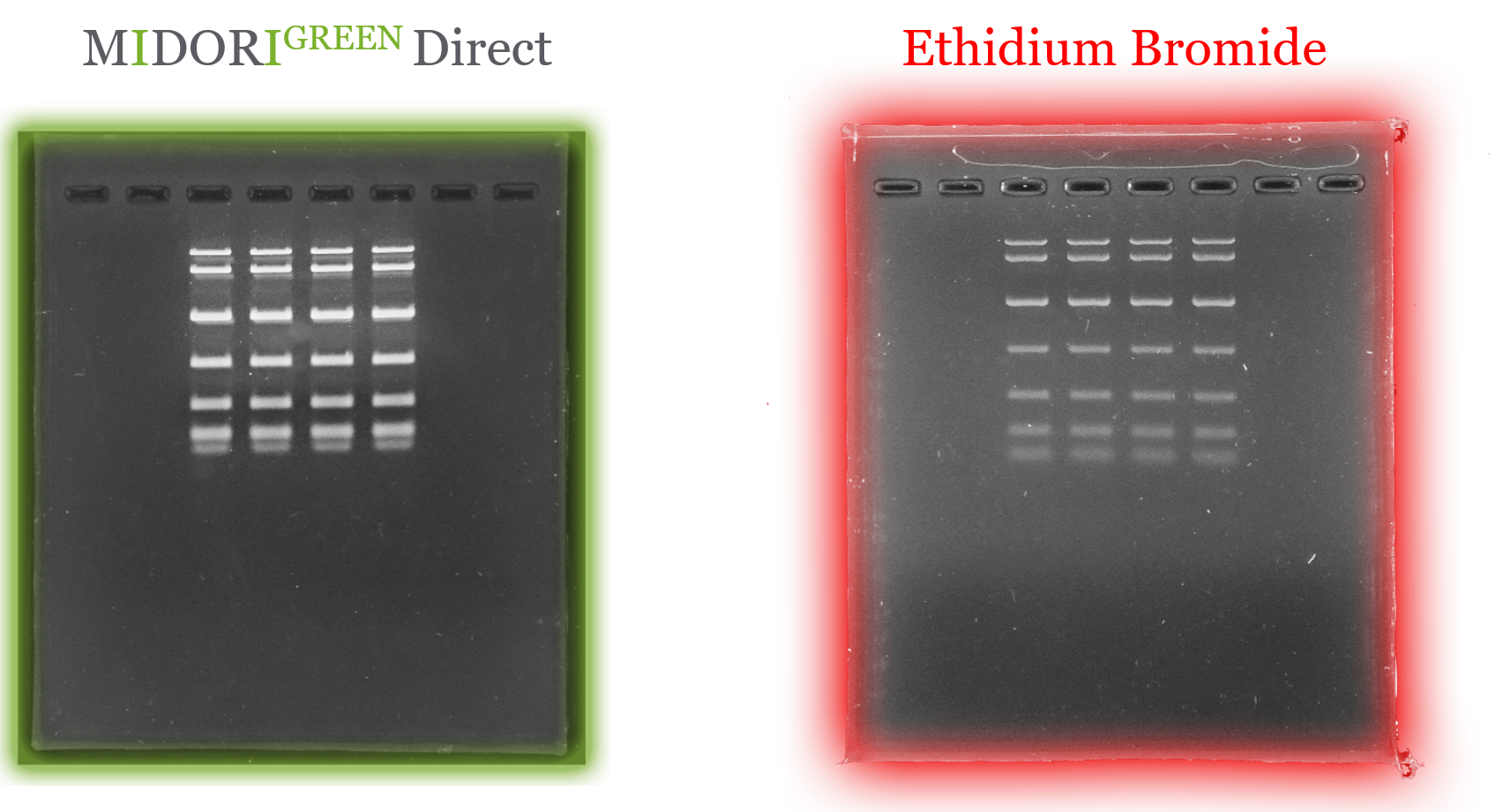 Midori Green Direct | Nucleic acid stain | NIPPON Genetics EUROPE