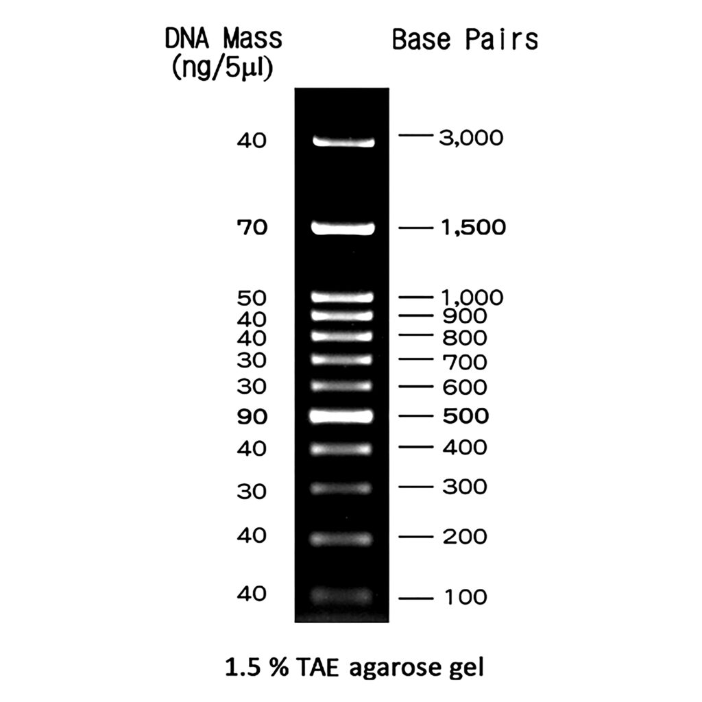 FastGene 100 bp DNA Marker | NIPPON Genetics EUROPE
