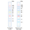 BlueEasy Prestained Protein Marker | NIPPON Genetics EUROPE
