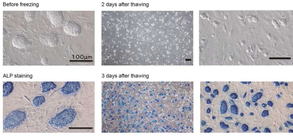 Bambanker - Cell Freezing Medium | NIPPON Genetics EUROPE
