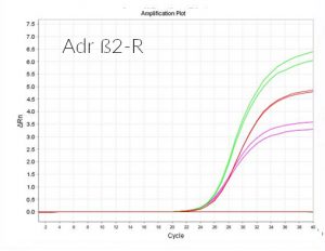 FastGene 2x PROBE Universal ROX™ | NIPPON Genetics EUROPE