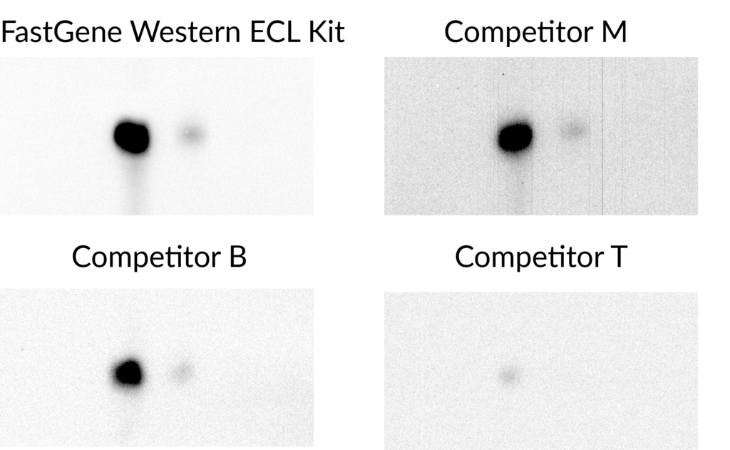 FastGene Western ECL Kit | NIPPON Genetics EUROPE