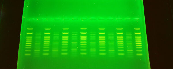 FastGene FAS-DIGI Compact | NIPPON Genetics EUROPE