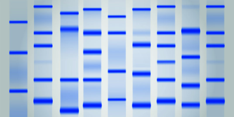 Precast Protein Gels | NIPPON Genetics EUROPE