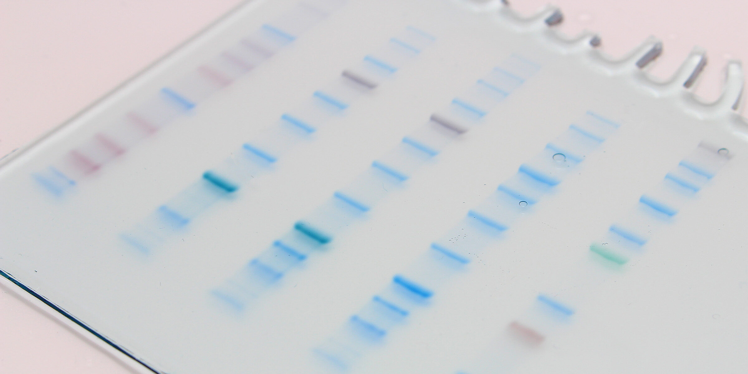 Protein Ladder | NIPPON Genetics EUROPE