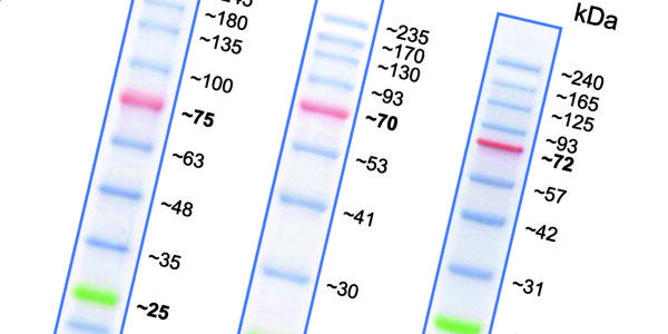 Triple Coloured Protein Ladder | NIPPON Genetics EUROPE