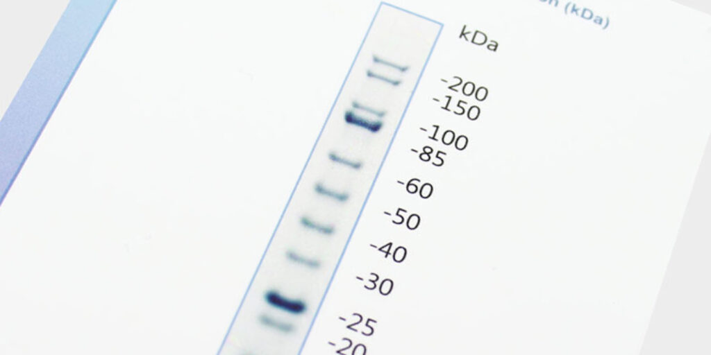 Unstained Protein Ladder | NIPPON Genetics EUROPE
