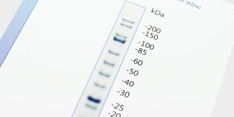 Unstained Protein Ladder | NIPPON Genetics EUROPE