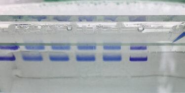 Loading and Running Buffer | NIPPON Genetics EUROPE