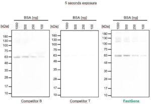 FastGene Western ECL Kit | NIPPON Genetics EUROPE