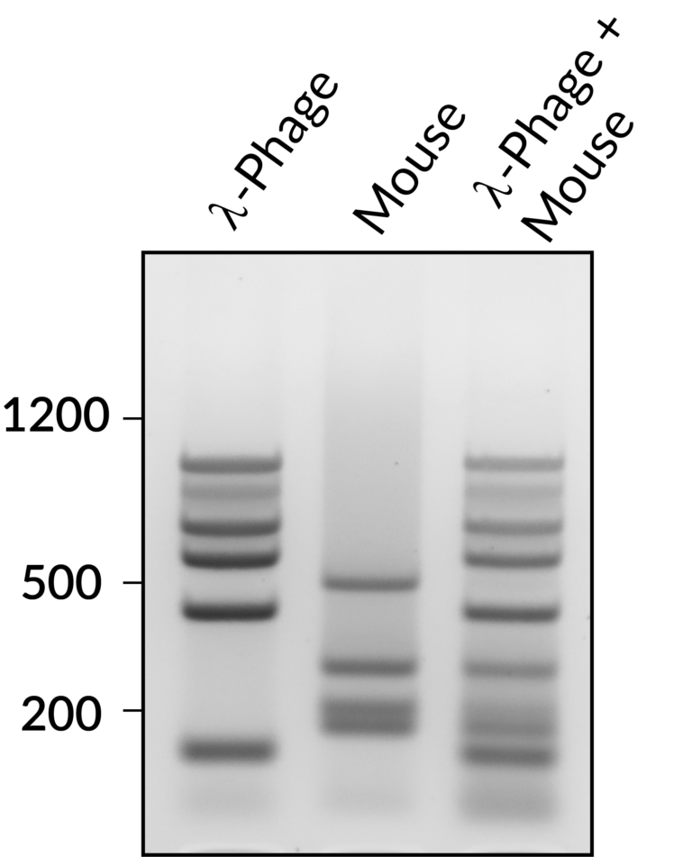 FastGene HiFi HS 2x Master Mix | NIPPON Genetics EUROPE
