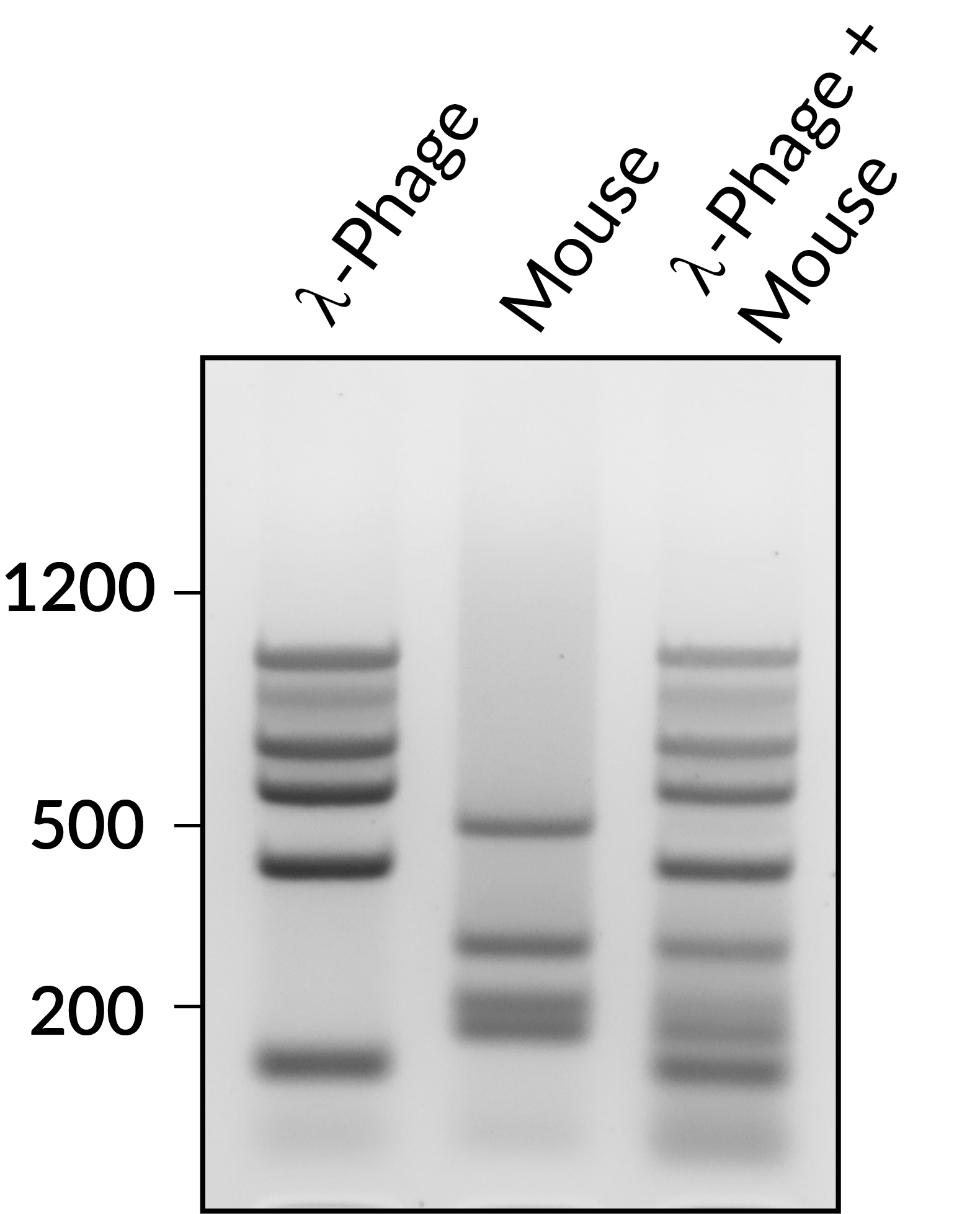 FastGene HiFi HS 2x Master Mix | NIPPON Genetics EUROPE