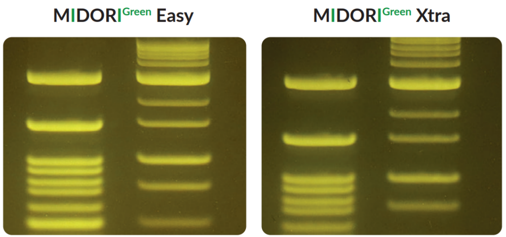 MIDORI Green Easy | Nucleic acid stain | NIPPON Genetics